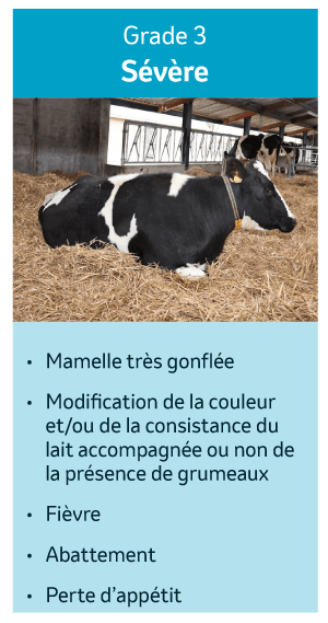 C'est quoi une mammite ? - Sante Troupeau