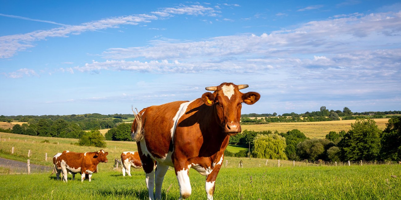 Reproduction des vaches, La santé de mon Troupeau