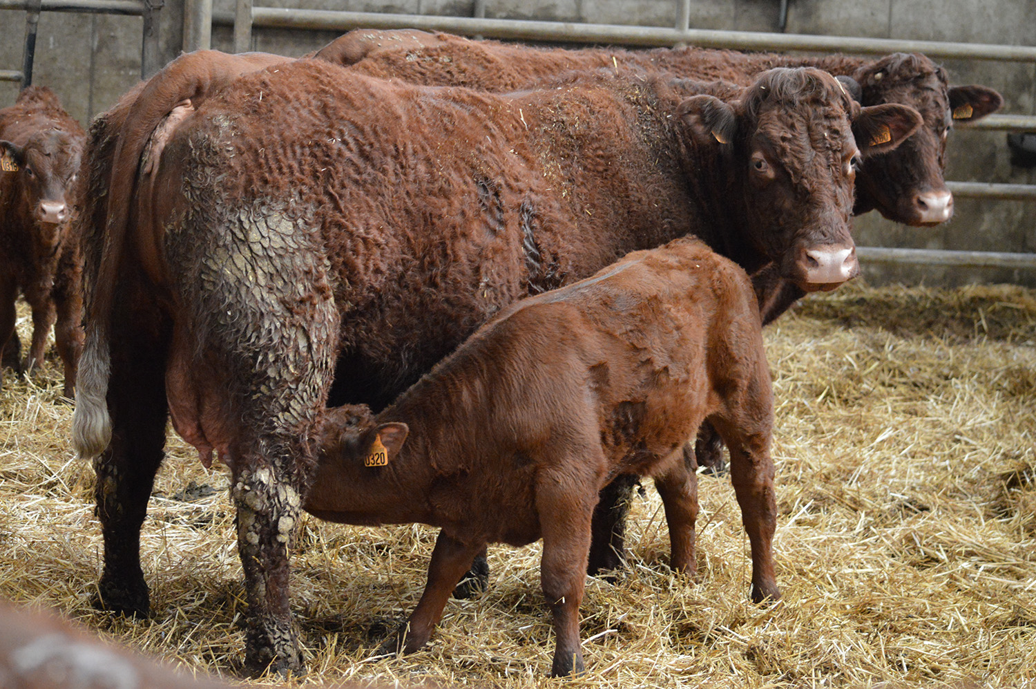 Composition et propriétés du colostrum bovin - Sante Troupeau